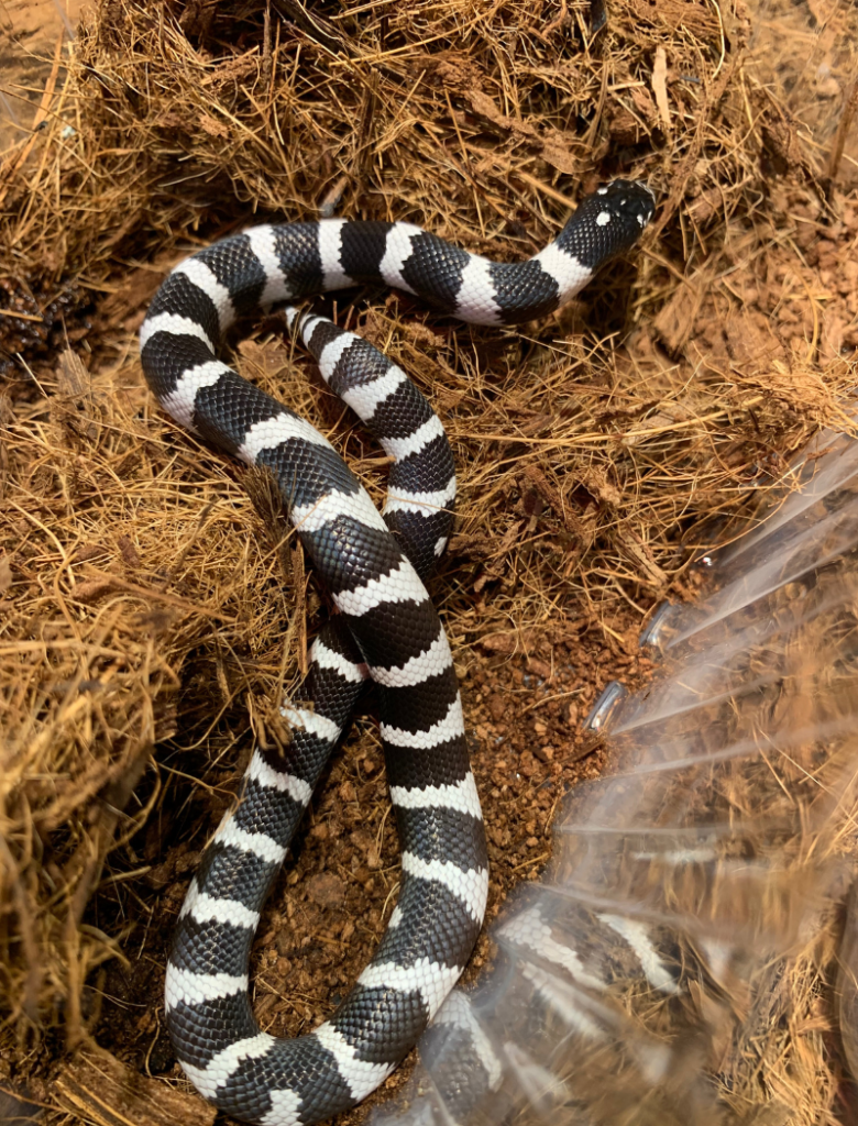 King Snake | Galpão Animal